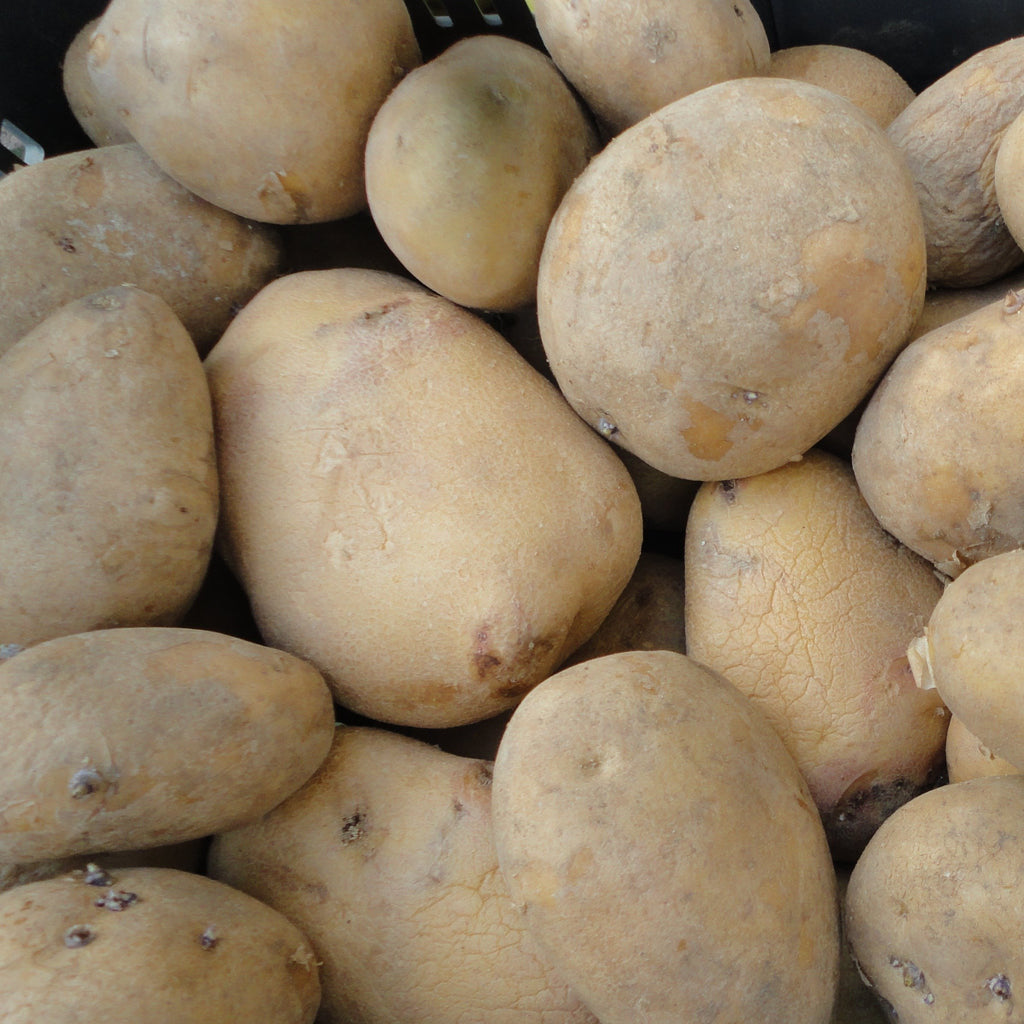 Batata Branca – Hortas da Cortesia